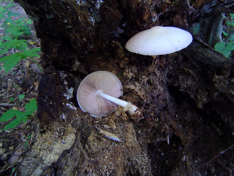 volvariella - JungleKey.fr Image #250